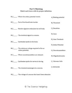 Human Anatomy Units Complete! – The Science Hedgehog